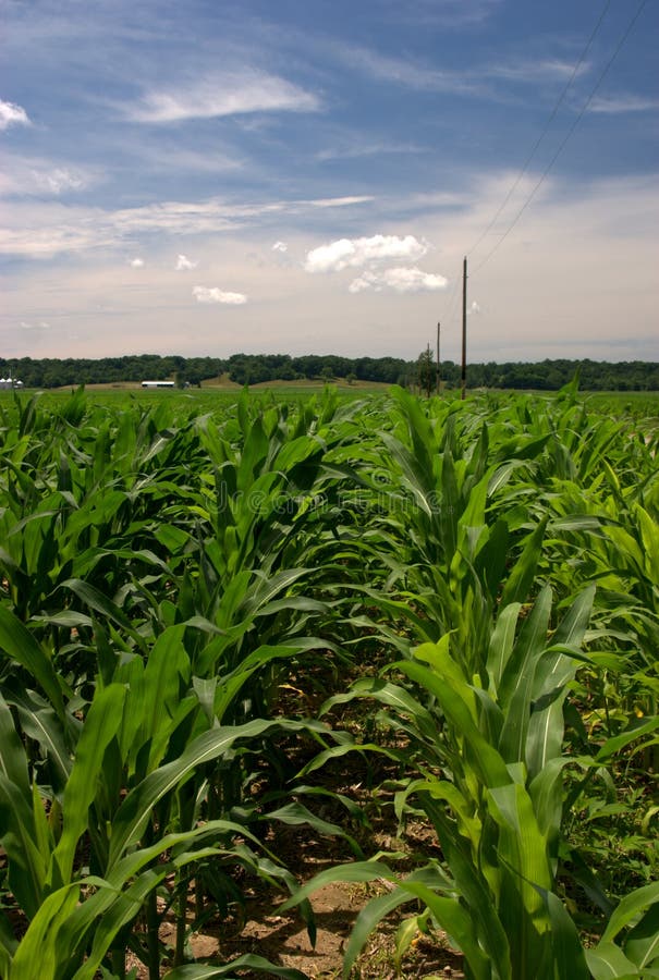 Indiana Corn stock photo. Image of clouds, farm, blue - 5699634