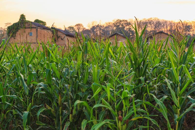 Corn Fields and Abandoned Buildings Stock Photo - Image of architecture ...