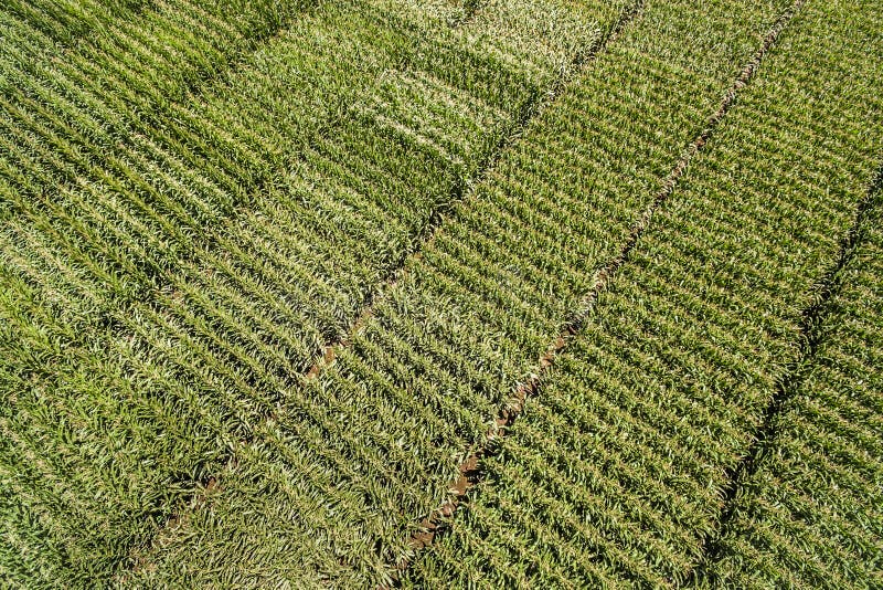 Aerial View from Above of Green Corn Fields Agriculture Seeded Stock ...
