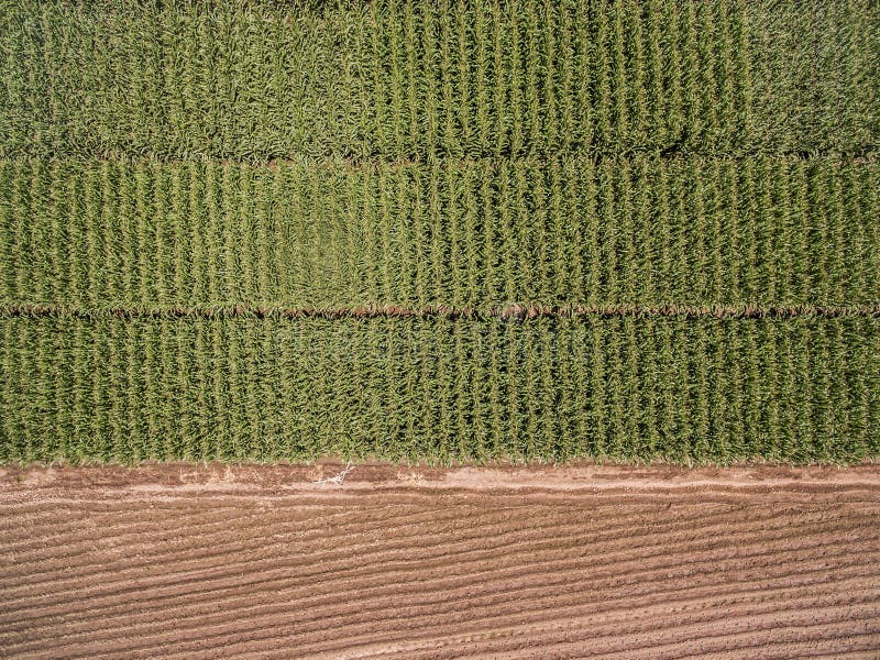 Corn Fields Aerial View Seeded and Growing Stock Photo - Image of acre ...