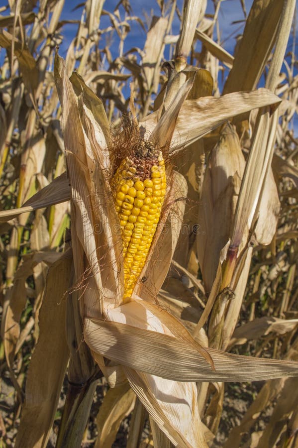 Corn fields stock image. Image of field, fresh, september - 58095647