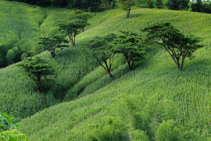 Corn Fields and Big Tree Full Mountain Stock Photo - Image of scene ...