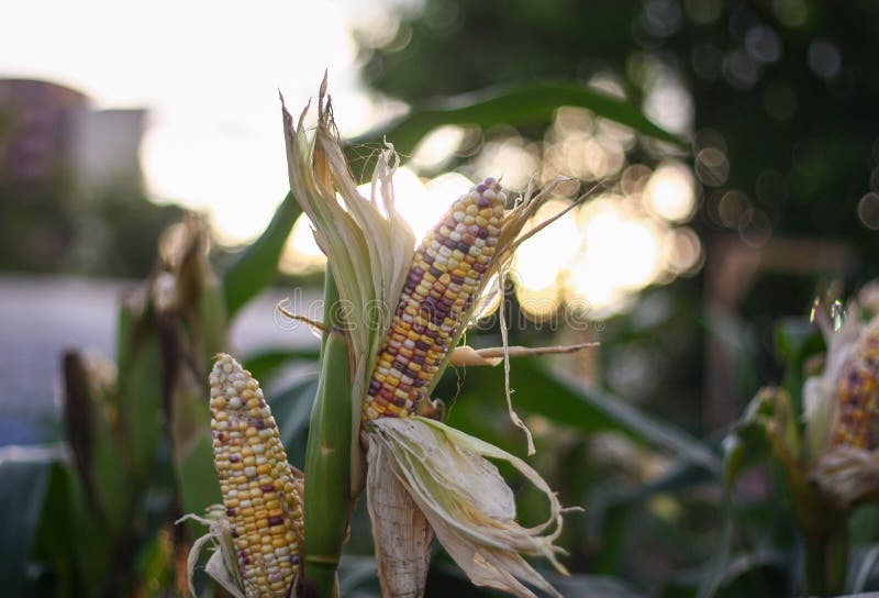 Corn Fields with Blurred and Bright Background Stock Photo - Image of ...