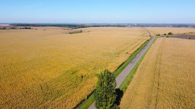 Corn Fields on Both Sides of the Road, Aerial View Stock Footage ...