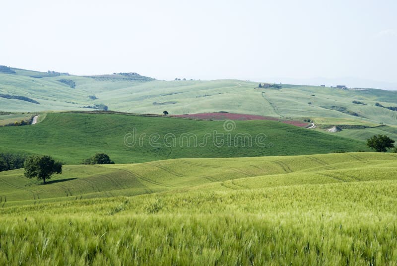Corn fields stock photo. Image of hillside, italian, meadow - 54508442