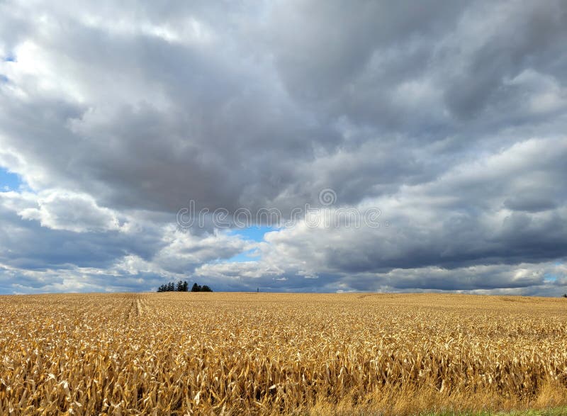 262 Driving Corn Fields Stock Photos - Free & Royalty-Free Stock Photos ...