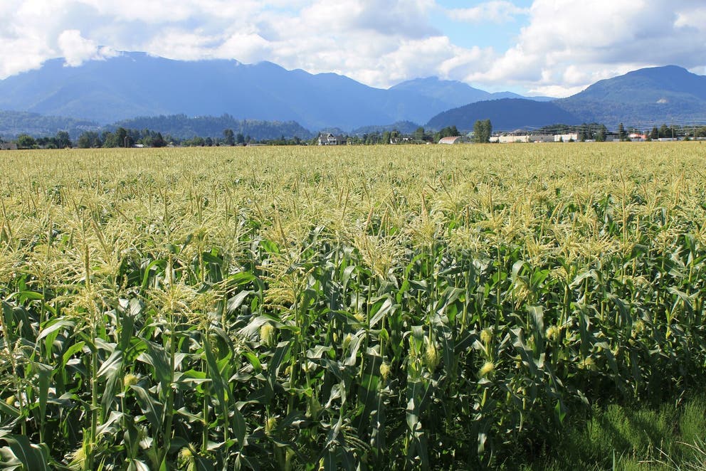 Corn Fields in the Coastal Area Stock Photo - Image of horizon, farm ...