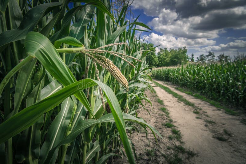 Corn Fields Country Road stock photo. Image of leaf - 156296574