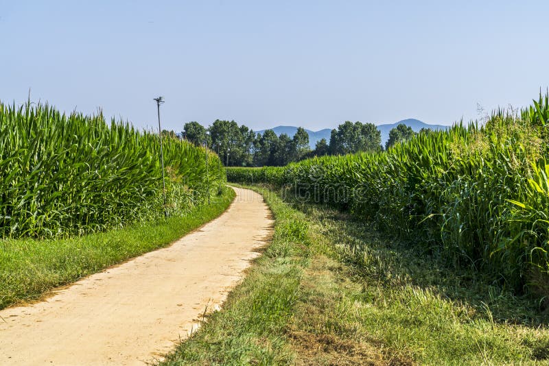 Corn Fields in Cycling Path of Llagostera Being Watered Stock Image ...