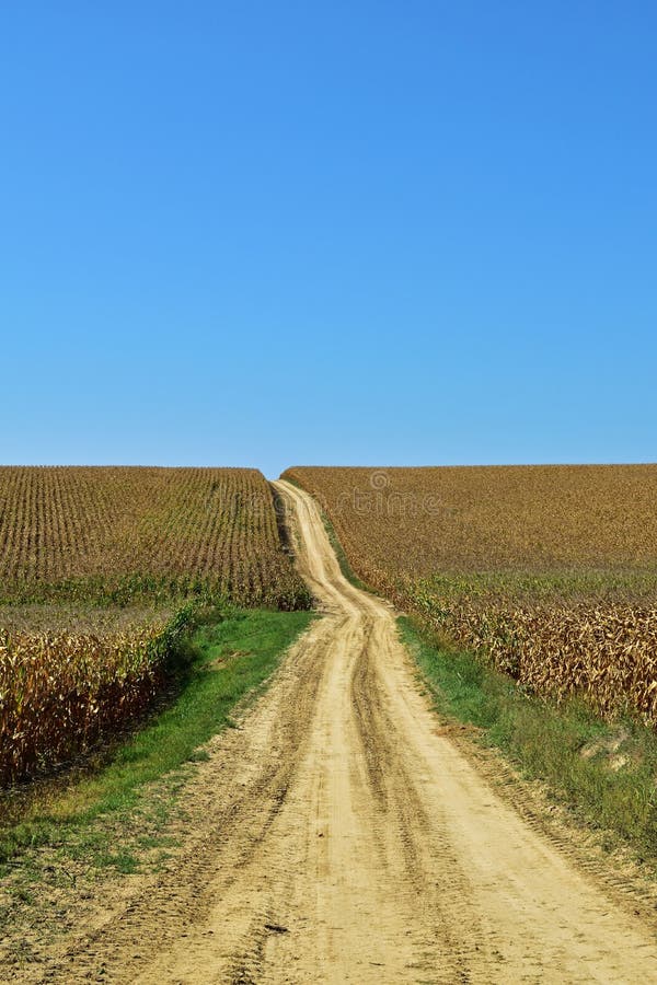 Corn Fields with Dirt Road, Vertical Stock Photo - Image of field ...