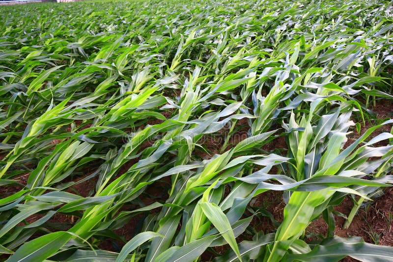 Corn Fields of Disaster, the Wind Blew Stock Photo - Image of green ...