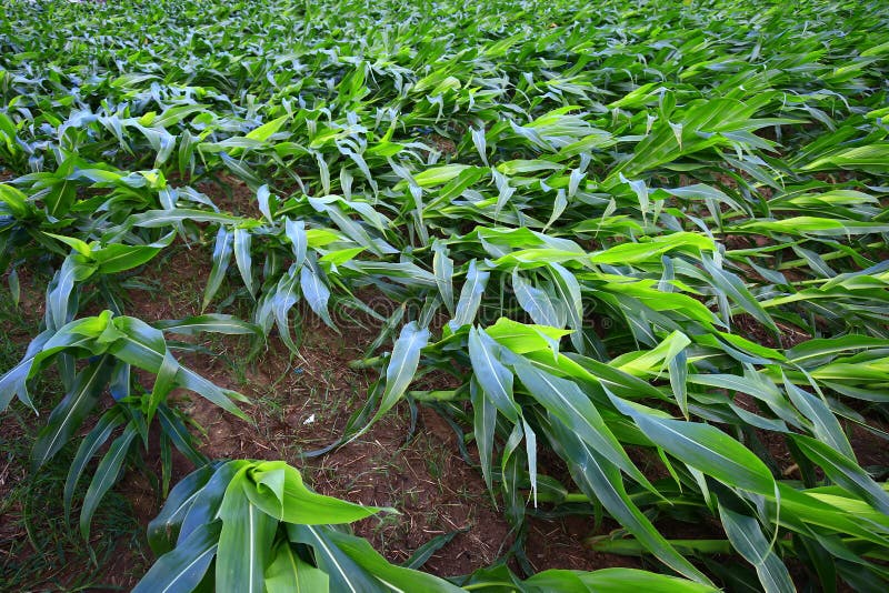Corn Fields of Disaster, the Wind Blew Stock Photo - Image of closeup ...