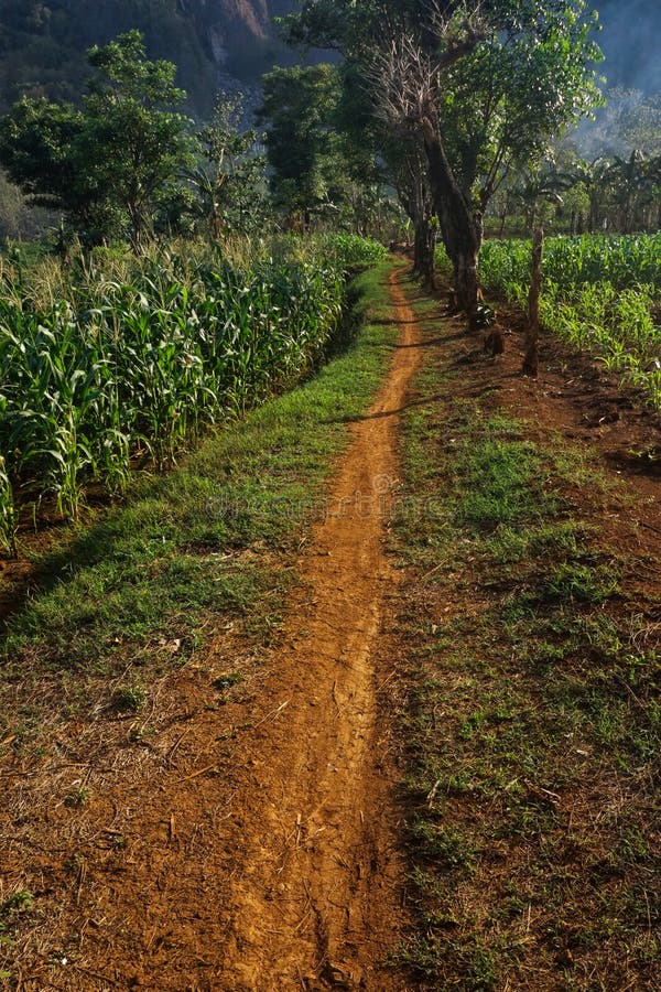 Corn Fields in Farmer S Garden and Footpath Stock Image - Image of ...