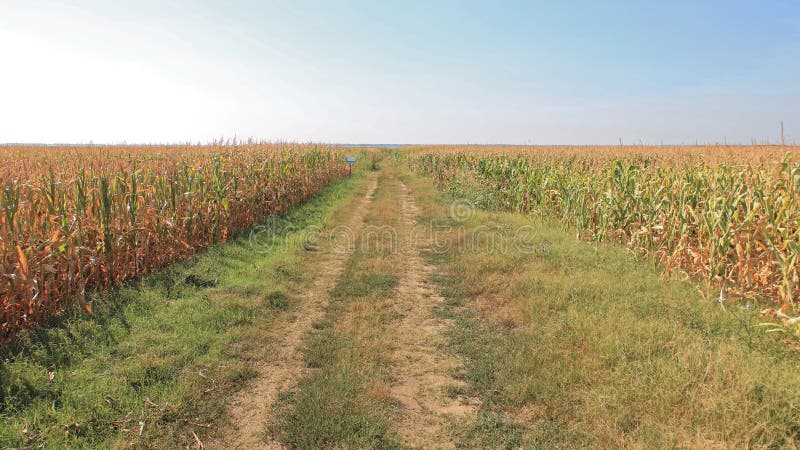 Corn Fields stock image. Image of crop, road, maize, corn - 77687343