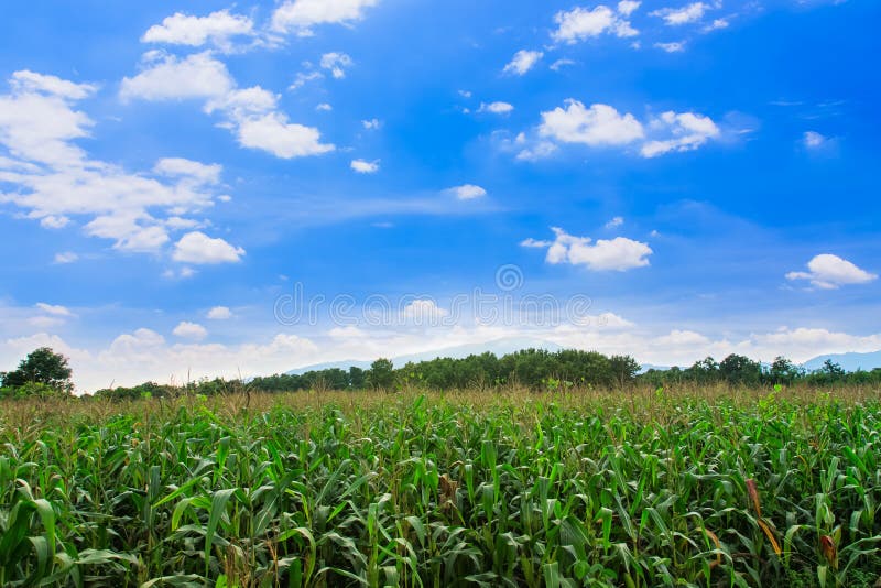 Corn fields green stock photo. Image of growth, grain - 33427806