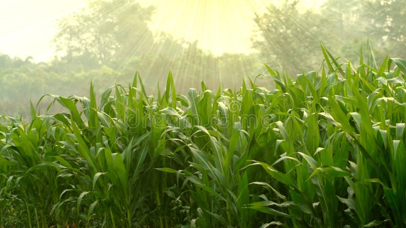 Corn fields stock photo. Image of maize, morning, sunrise - 68287030