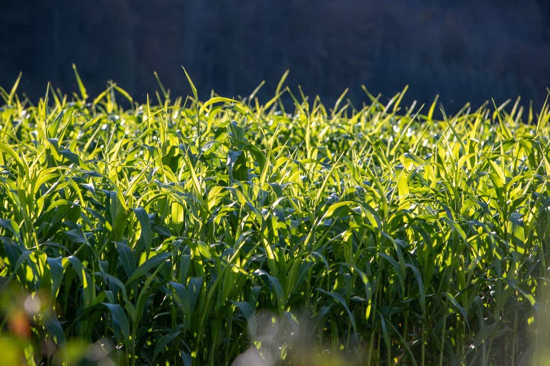 Corn Fields Growing. the Heads of the Plants are in the Sun Stock Photo ...