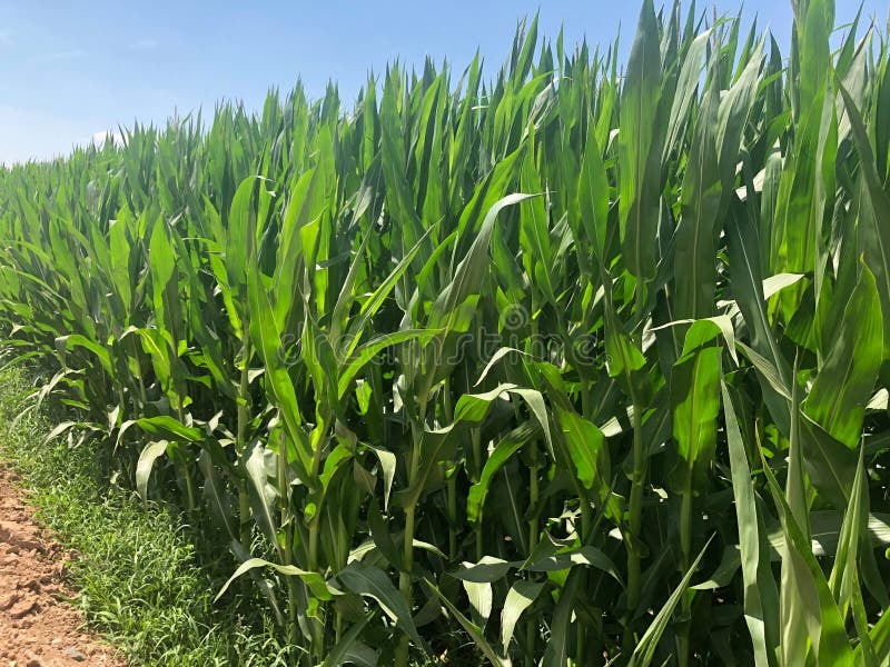 Corn fields. stock photo. Image of farming, fields, success - 149909406