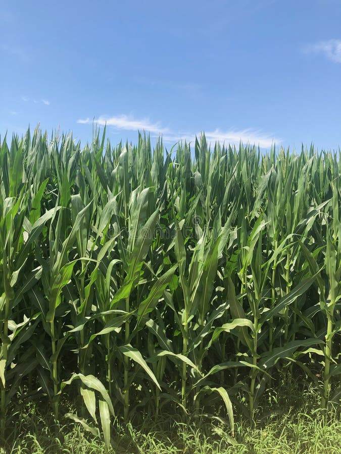 Corn fields. stock photo. Image of salt, water, customers - 149909408