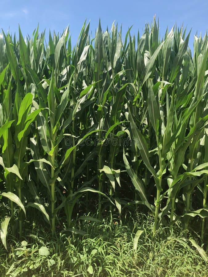 Corn fields. stock image. Image of growing, works, supermarkets - 149909435