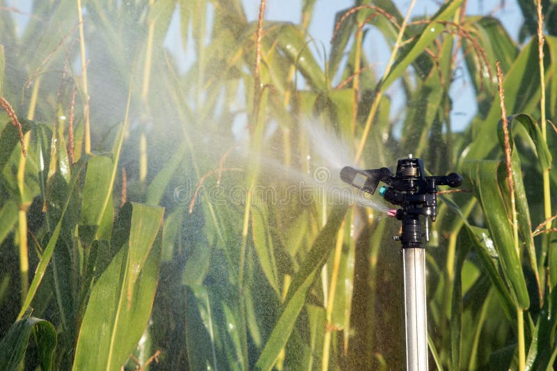 Corn Fields before Harvest Being Irrigated by Sprinklers Hydrants with ...