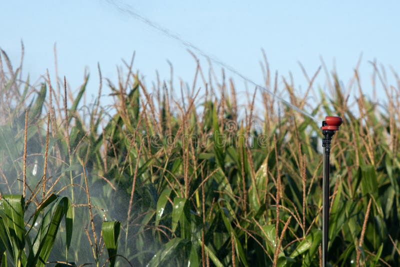 Corn Fields before Harvest Being Irrigated by Sprinklers Hydrants with ...