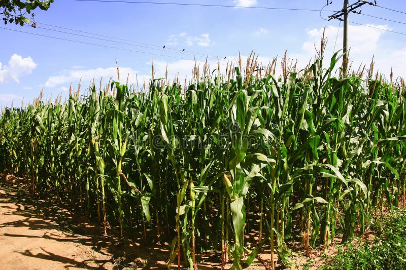 Corn Fields, the Harvest Scene Stock Image - Image of industry, rural ...