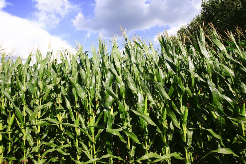 Corn Fields, the Harvest Scene Stock Image - Image of stems ...
