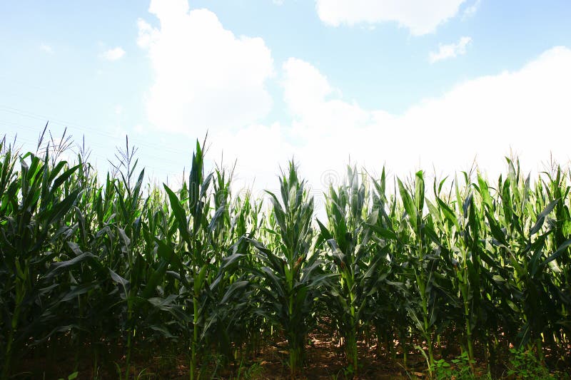 Corn Fields, the Harvest Scene Stock Photo - Image of corn, farm: 325954872