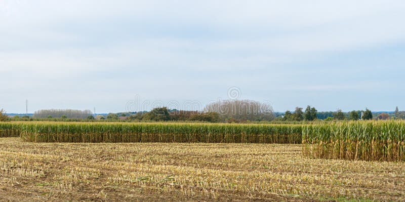 Corn Fields. Harvesting Begins Stock Photo - Image of food, farming ...