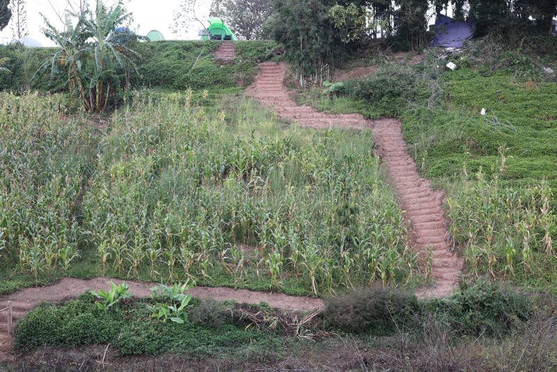 Corn Fields on the Hillside Mountain Stock Photo - Image of fields ...