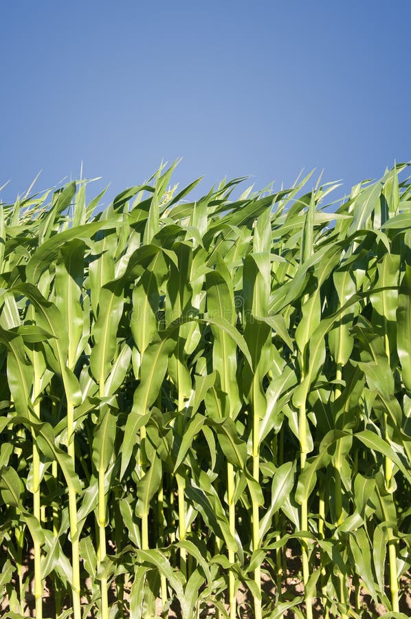 Corn Fields Isolated stock image. Image of healthy, organic - 40263267