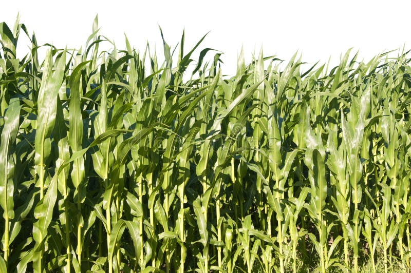 Corn Fields Isolated stock photo. Image of growth, field - 38194032