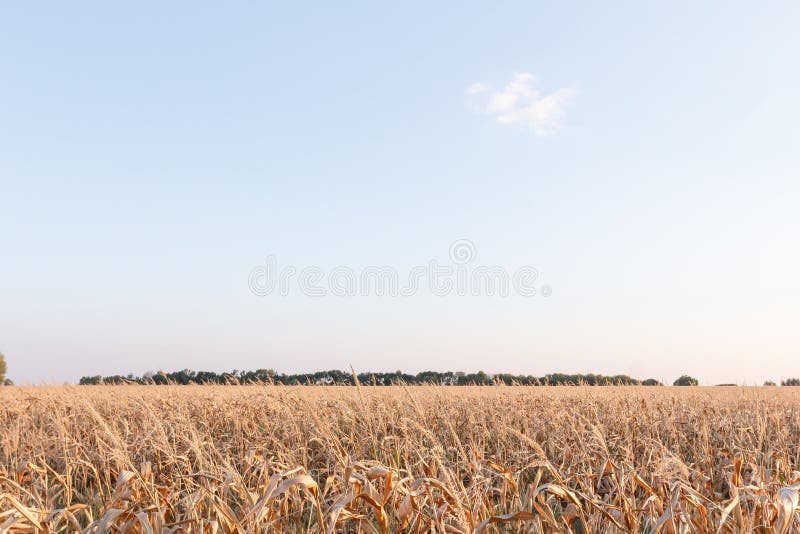 Corn Fields Landscape Outdoors Cornfields Stock Photo - Image of ...