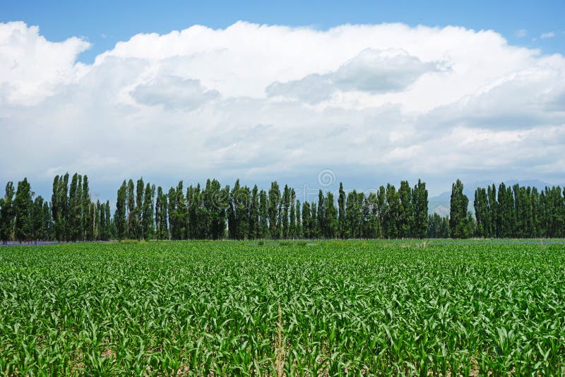 Corn Fields Sprouts in Rows in California Agriculture Stock Image ...