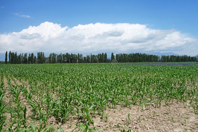 Corn fields stock image. Image of demonstration, farming - 31826163