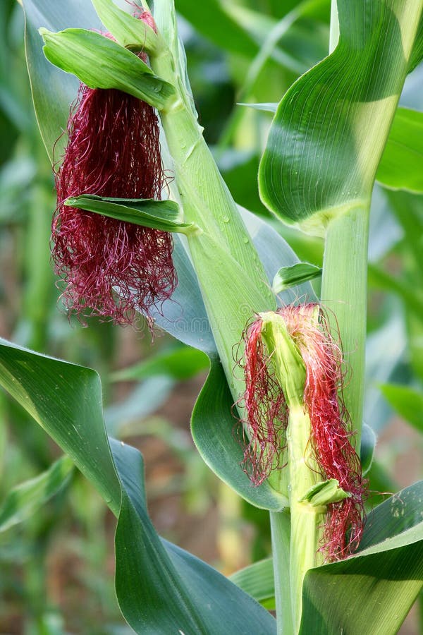 Corn in the Fields Near Harvest Time Stock Image - Image of taino ...