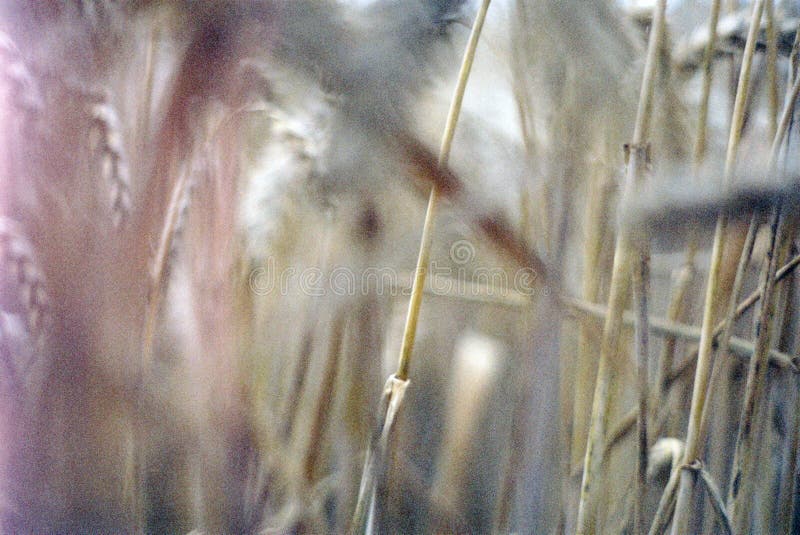 Corn Fields, Oxfordshire stock image. Image of gothic - 107176465
