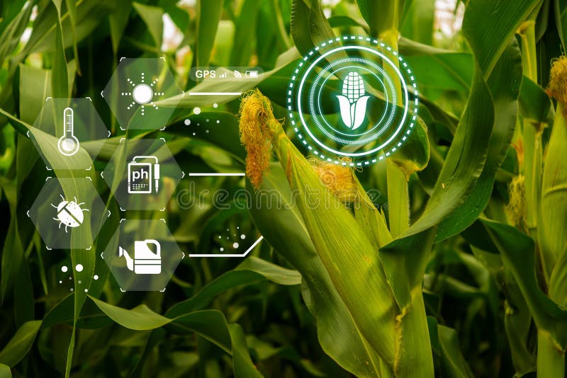 Corn Fields Perspective, Corn Plantation Field, Agriculture Industry ...