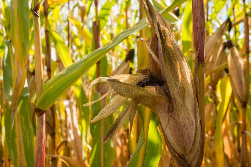 Cornfields in Autumn. stock image. Image of states, tourism - 111968925