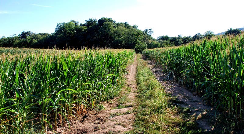 200+ Corn road Free Stock Photos - StockFreeImages