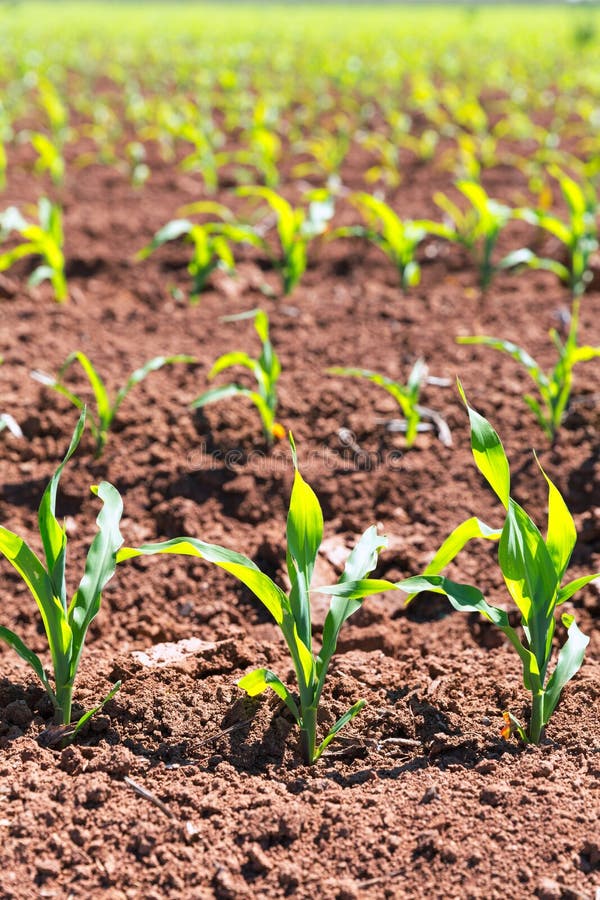 Corn Fields Sprouts in Rows in California Agriculture Stock Photo ...