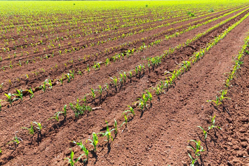 Corn Fields Sprouts in Rows in California Agriculture Stock Image ...
