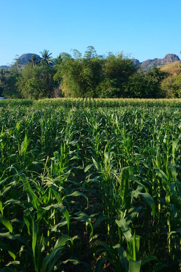 The Cornfields are Still Green Stock Image - Image of field, farm ...