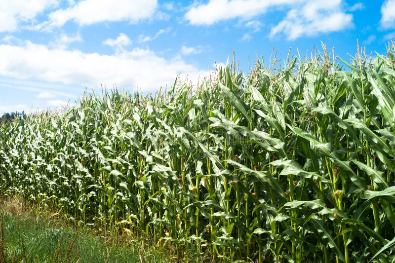 Fields of maize stock image. Image of cultivation, pasture - 101025997