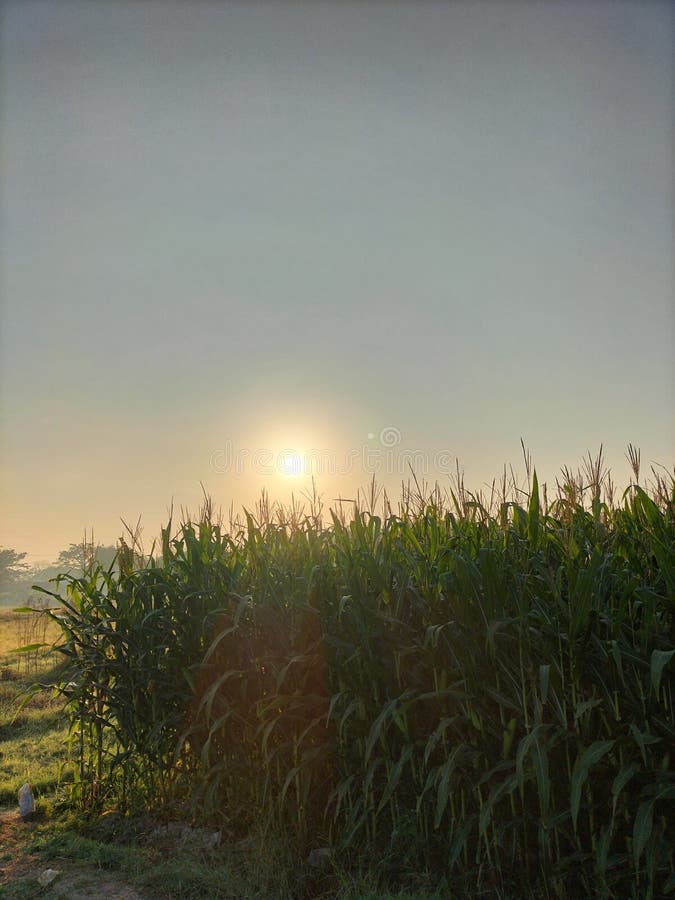 Corn Fields and Sunrise with Autumn Vibes Stock Image - Image of corn ...