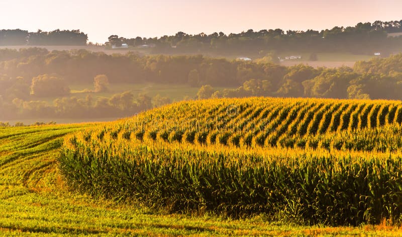 Corn Fields and Rolling Hills in Rural York County, Pennsylvania Stock ...
