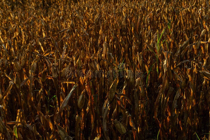 Corn Fields Waiting for Harvest, Corn in Corn Fields Stock Image ...