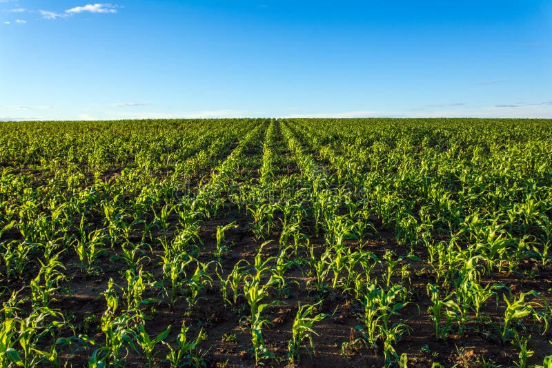 Corn fields stock photo. Image of landscape, farm, agricultural - 103441342