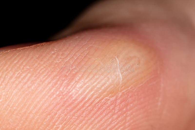 Corn On A Finger Isolated On A White B Stock Photo - Image of closeup ...